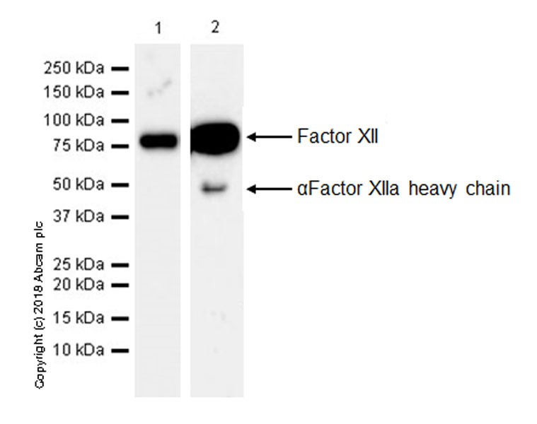 Gamma H2A.X Staining Kit (ab242296)| Abcam中文官网