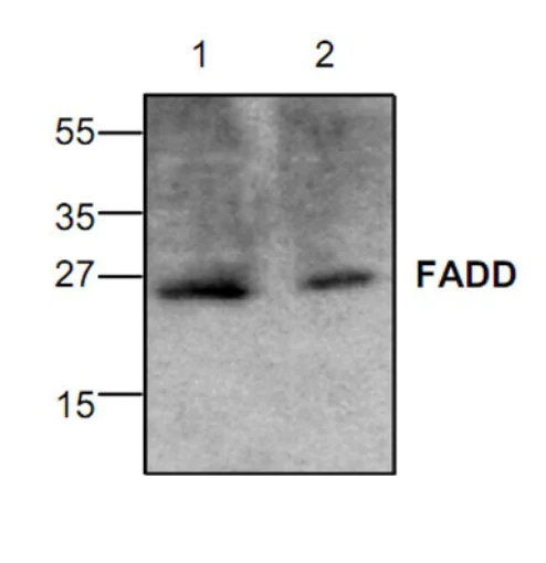 FADD抗体 (ab24533)| Abcam中文官网