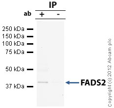 Anti-FADS2 antibody KO Tested (ab72189) | Abcam