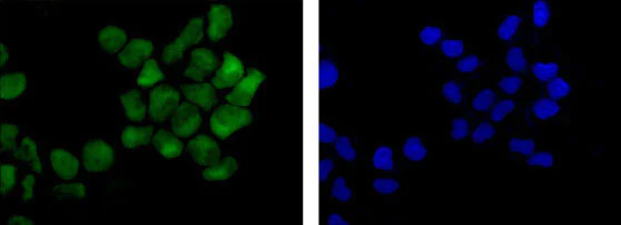 Anti-FAF1 antibody [EPR14754] (ab183045) | Abcam