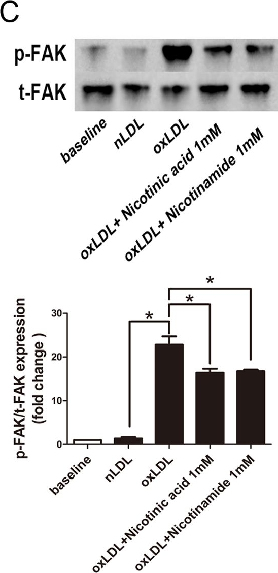 FAK抗体 (ab131435)| Abcam中文官网