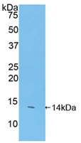 Anti-FAM19A2 antibody (ab231186) | Abcam
