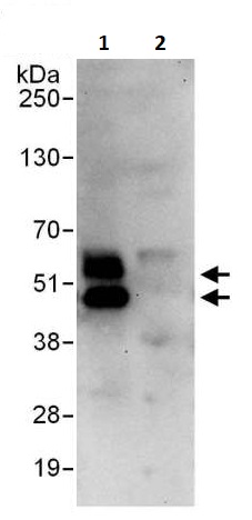 Anti-Fas antibody (ab245450) | Abcam
