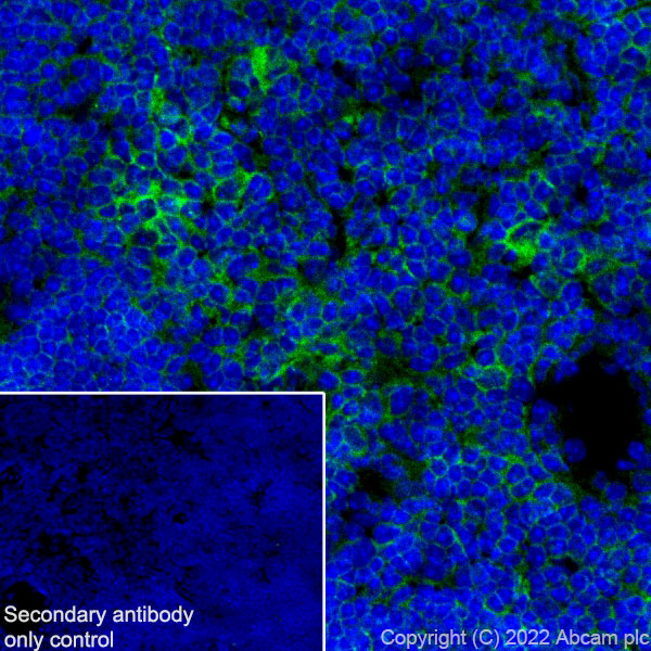 Anti-Fas antibody [EPR21088] (ab216991) | Abcam