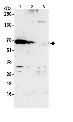 Anti-FBSH antibody (ab264403) | Abcam