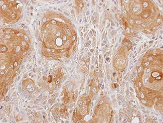 Anti-FDPS/FPS antibody (ab153805) | Abcam