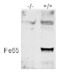 Anti-FE65 antibody (ab5668) | Abcam