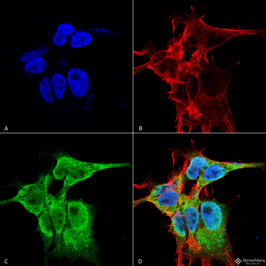 Anti-FGF13 antibody [N235/22] (ab186300) | Abcam