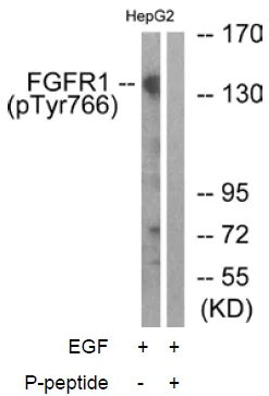 Anti-FGFR1 (phospho Y766) antibody (ab59180) | Abcam
