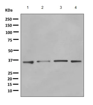 Fibrillarin+Fibrillarin-like protein 1抗体[EPR10823(B)] - Nucleolar ...