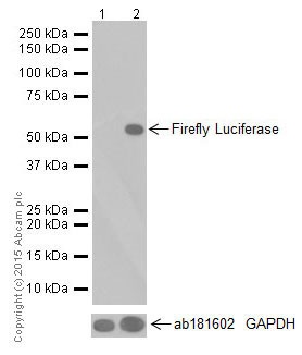 Anti-Firefly Luciferase antibody [EPR17789] - N-terminal (ab185923) | Abcam