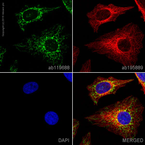 Anti-ATP5A - Mitochondrial Marker FITC antibody [15H4C4] (ab119688) | Abcam