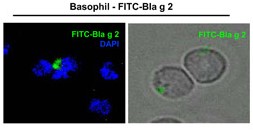 FITC Conjugation kit | Easy FITC Labelling (ab188285) | Lightning-Link ...