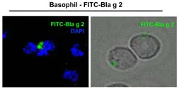 FITC Conjugation kit | Easy FITC Labelling (ab188285) | Lightning-Link ...
