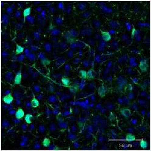 Anti-GFP FITC conjugated antibody - goat polyclonal (ab6662) | Abcam