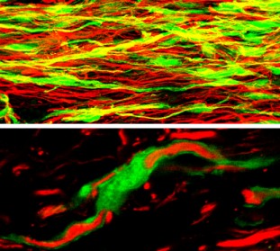 Anti-GFP FITC conjugated antibody - goat polyclonal (ab6662) | Abcam