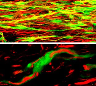 FITC Anti-GFP抗体 (ab6662)| Abcam中文官网