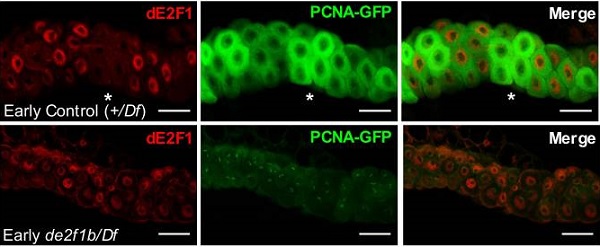 Anti-GFP FITC conjugated antibody - goat polyclonal (ab6662) | Abcam