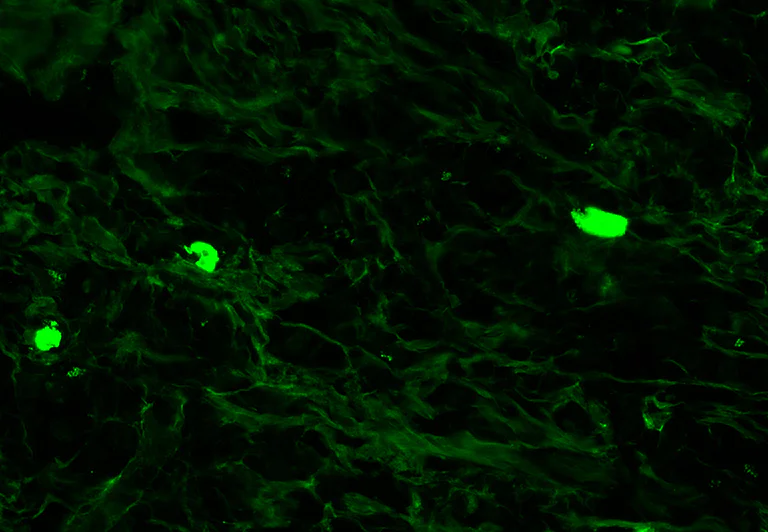 Anti-Human IgG FITC antibody (ab4220) Rabbit polyclonal IgG | Abcam