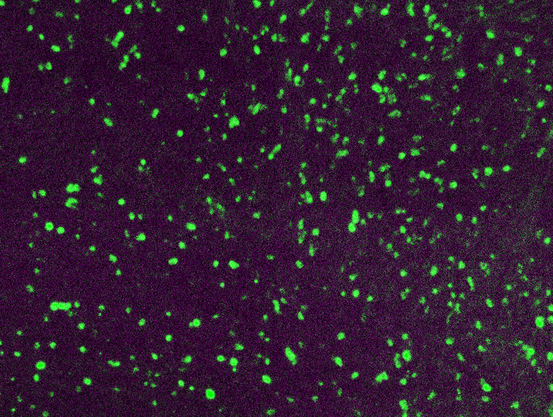 Anti-Lambda Light chain FITC antibody (ab4211) IgG | Abcam