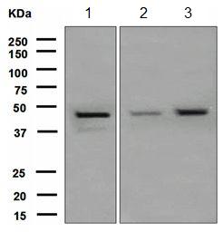 Anti-FNTA antibody [EPR4704] (ab109738) | Abcam
