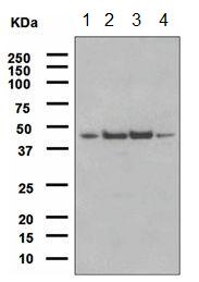 Anti-FNTA antibody [EPR4704] (ab109738) | Abcam
