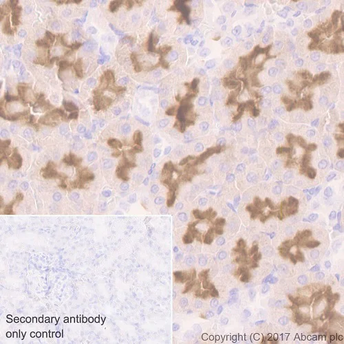 Folate Binding Protein/FBP抗体[EPR20277] (ab221543)| Abcam中文官网