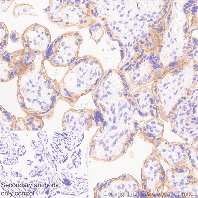 Anti-Folate Binding Protein/FBP antibody [RM1246] (ab322459) | Abcam
