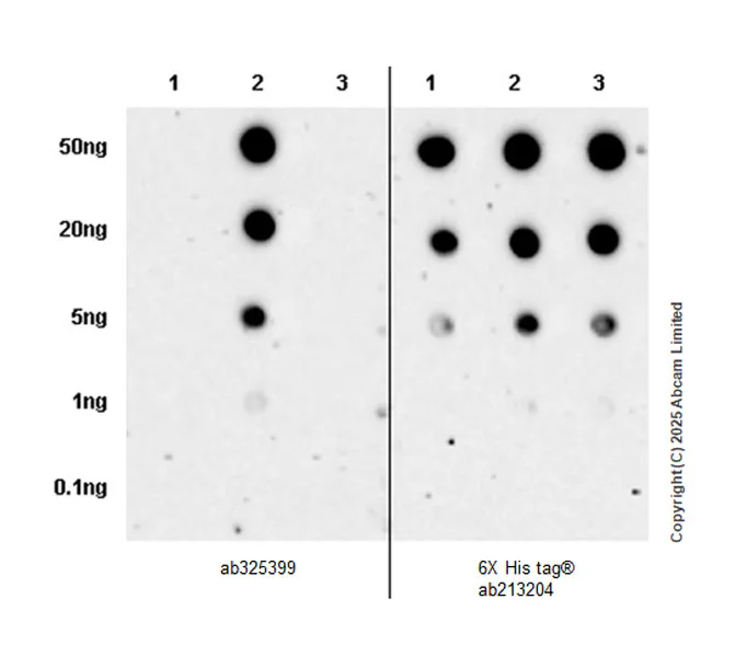 Anti-FOLR2 antibody [EPR30335-548] (ab325399) | Abcam中文官网
