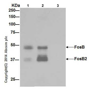 Fos B抗体[EPR15905] - BSA and Azide free (ab240288)| Abcam中文官网