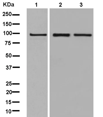 Anti-FP100 antibody [EPR13721] (ab181185) | Abcam