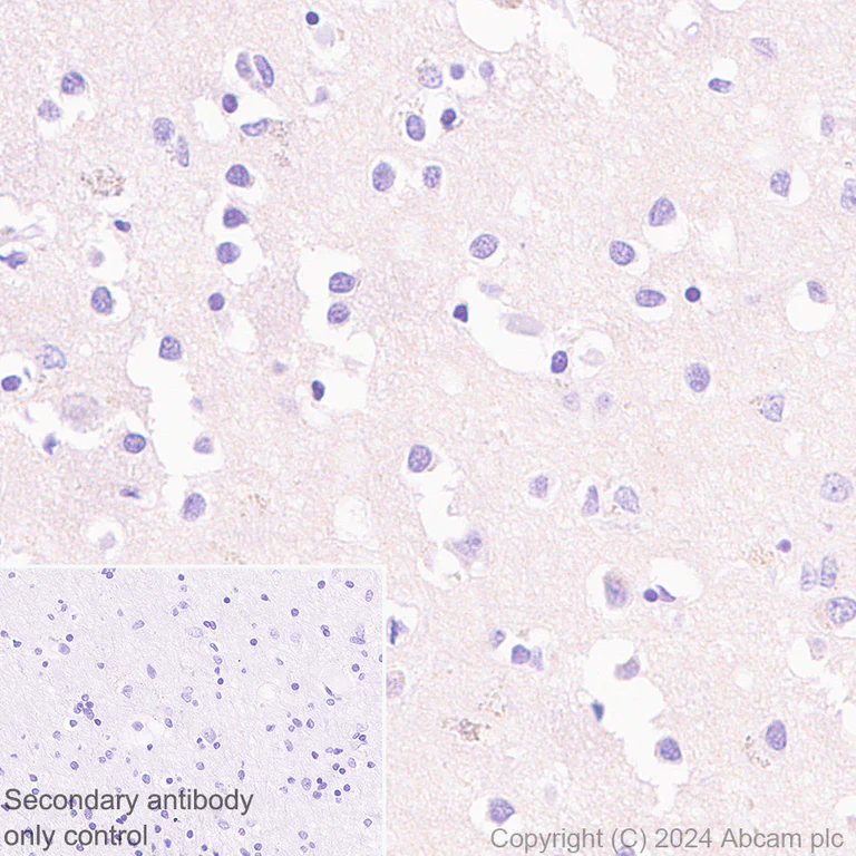 Anti-FPRL1/RFP + FPR3 antibody [EPR28515-94] - BSA and Azide free ...