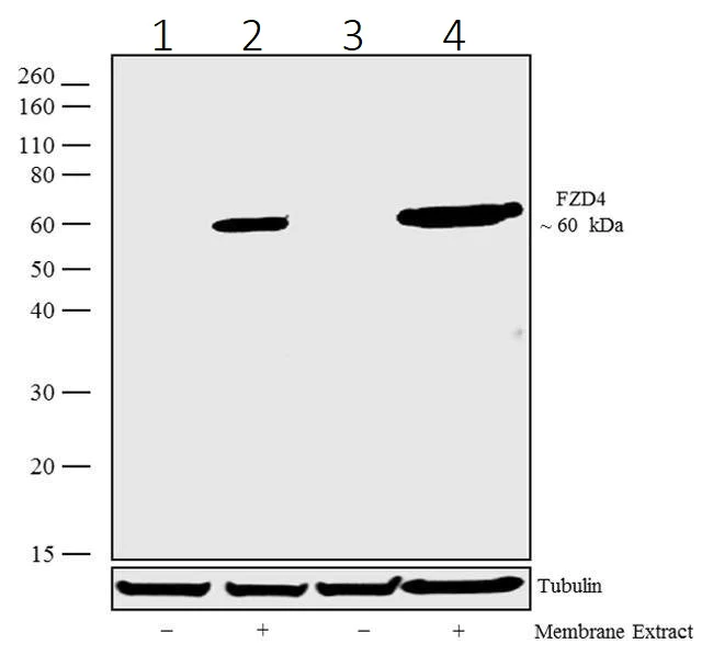 Frizzled 4抗体[22HCLC] (ab277797)| Abcam中文官网