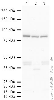 Anti-Frizzled 7 antibody (ab64636) | Abcam