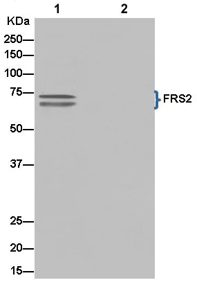 Anti-FRS2 antibody [EPR14724] - BSA and Azide free (ab240269) | Abcam