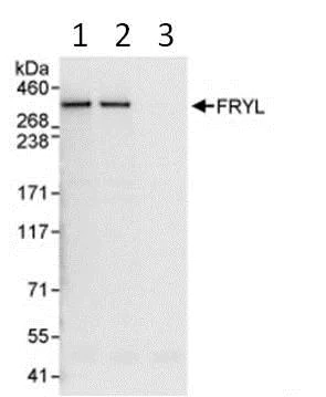 Anti-FRYL antibody (ab95065) | Abcam