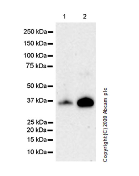 Anti-FRZB antibody [EPR23904-20] (ab273582) | Abcam