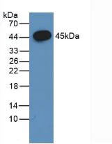 Anti-FSH beta antibody (ab231672) | Abcam