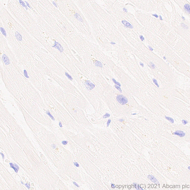 FSH beta抗体[EPR24439-141] - BSA and Azide free (ab281570)| Abcam中文官网