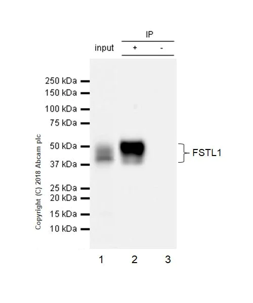 FSTL1/FRP抗体[EPR21933-155] (ab223287)| Abcam中文官网