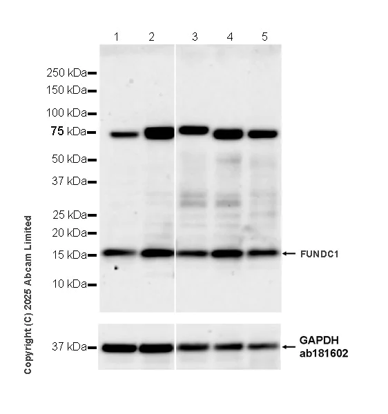 Anti-FUNDC1 antibody [EPR28792-292] (ab323501) | Abcam中文官网