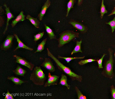 Anti-G3BP2 antibody (ab86135) | Abcam