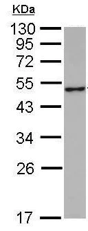 Anti-GABA A Receptor alpha 1 antibody (ab211131) | Abcam