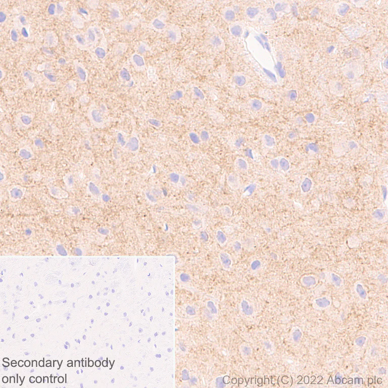 Anti-GABA A Receptor gamma 2/GABRG2 antibody [N452/69] - BSA and Azide ...