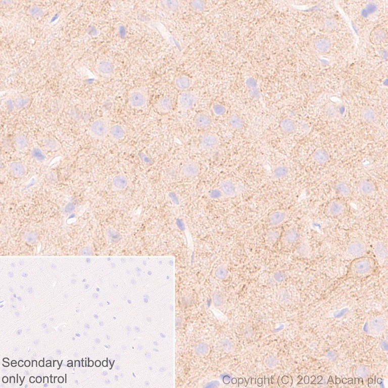 Anti-GABA A Receptor gamma 2/GABRG2 antibody [N452/69] - BSA and Azide ...