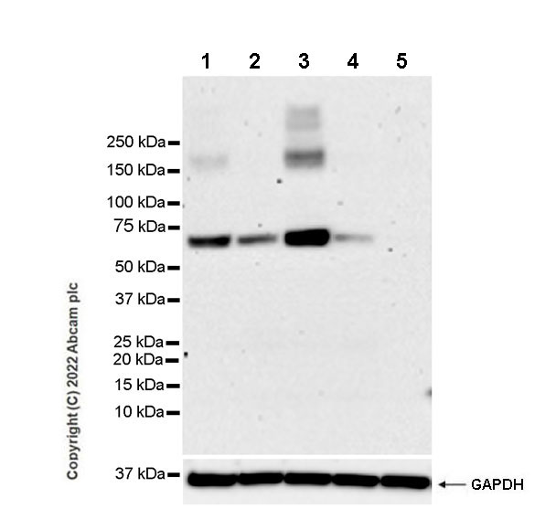 Anti-GABA Transporter 3 / GAT 3 antibody [EPR25153-38] (ab300559) | Abcam