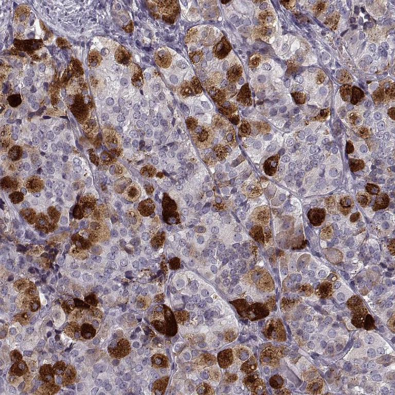 Anti-Galanin antibody (ab262924) | Abcam