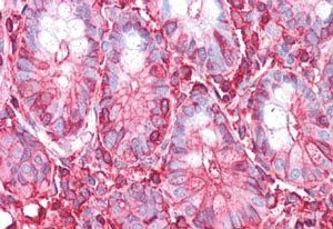 gamma Actin抗体[2A3] (ab123034)| Abcam中文官网