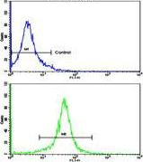 Anti-gamma Actin antibody (ab194952) | Abcam