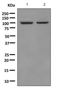 Anti-gamma Adaptin antibody [EPR9875(B)] (ab167153) | Abcam